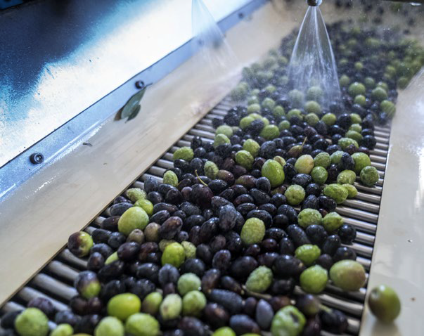 Olive Oil Processing | UC Food Quality