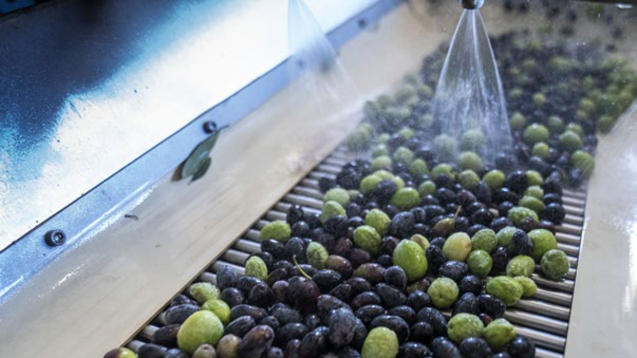 Olive Oil Processing | UC Food Quality